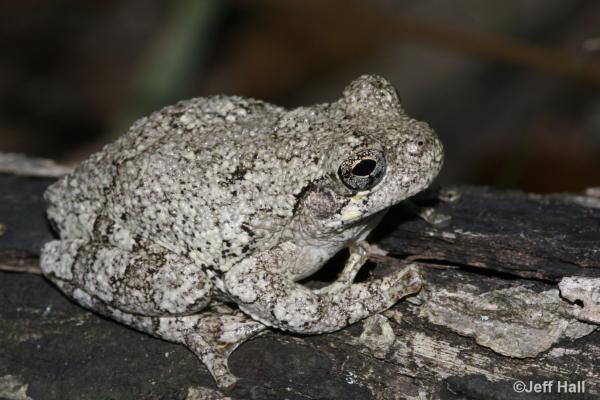 Gray Tree Frog Cope's and Northern | NC Wildlife